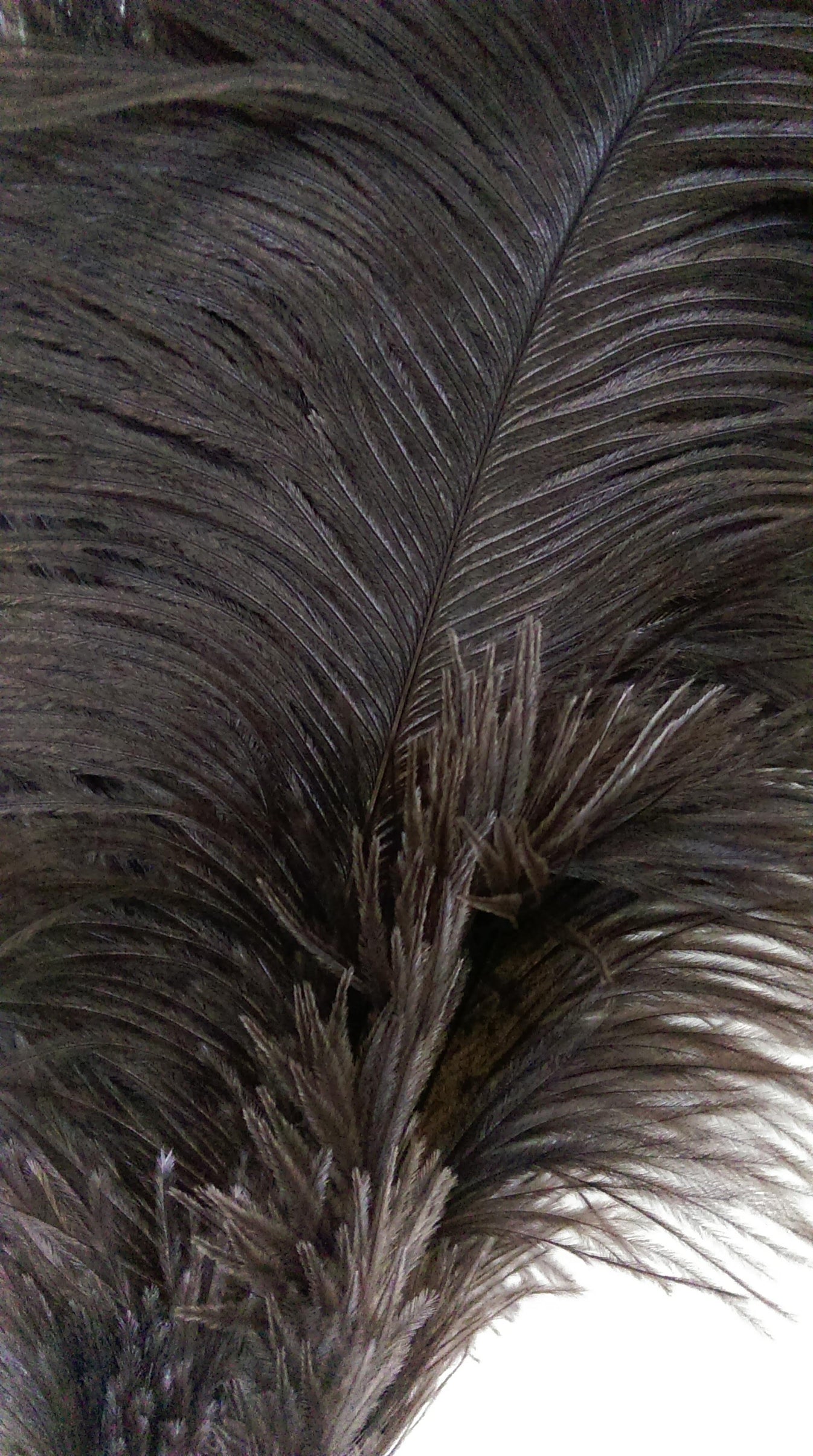 Feather Duster with Timber Handle – The Green Store